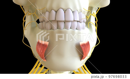 Depressor Labii Inferioris Muscle anatomy for...のイラスト素材 [97698033] - PIXTA