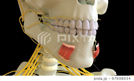 Depressor Labii Inferioris Muscle anatomy for...のイラスト素材 [97698034] - PIXTA