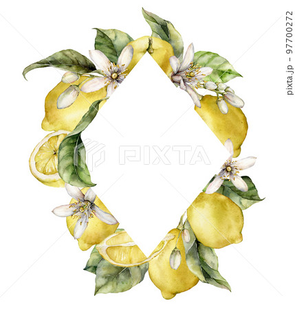 Watercolor rhombus frame of ripe lemons, leaves...のイラスト素材 [97700272 ...