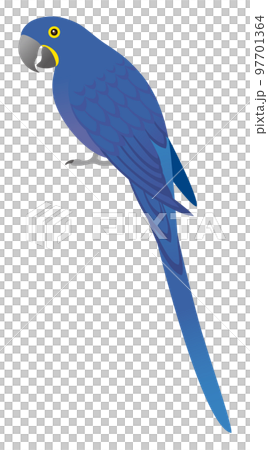 Violet Macaw - Stock Illustration [97701364] - PIXTA