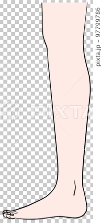 Illustration of the left leg seen from the side - Stock Illustration ...