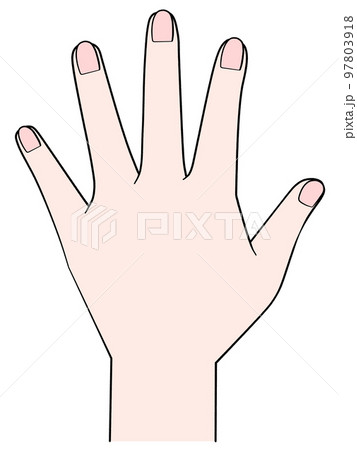 手の甲のイラスト 左手のイラスト素材 [97803918] - PIXTA