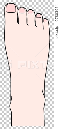 Illustration of the top of the foot seen from... - Stock Illustration ...