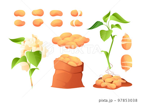 Cartoon Growing Potatoes