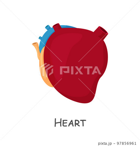 Heart of human . Cartoon design . Isolated ....のイラスト素材 [97856961] - PIXTA