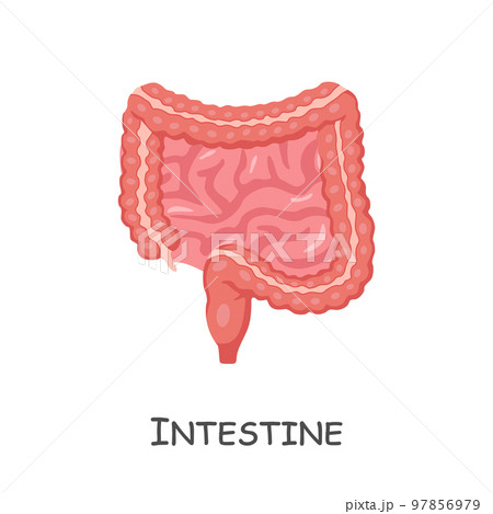 Intestine of human . Cartoon design . Isolated...のイラスト素材 [97856979] - PIXTA