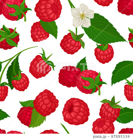 Ripe juicy raspberry seamless pattern. Organic...のイラスト素材 [97895339] - PIXTA