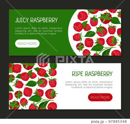 Ripe juicy raspberry landing page templates...のイラスト素材 [97895348] - PIXTA