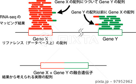 RNA-seqの融合遺伝子解析のイラスト素材 [97952962] - PIXTA