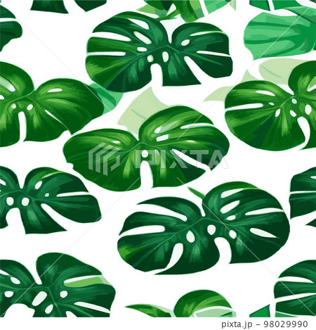 green monstera pattern white background. exotic...のイラスト素材 [98029990 ...