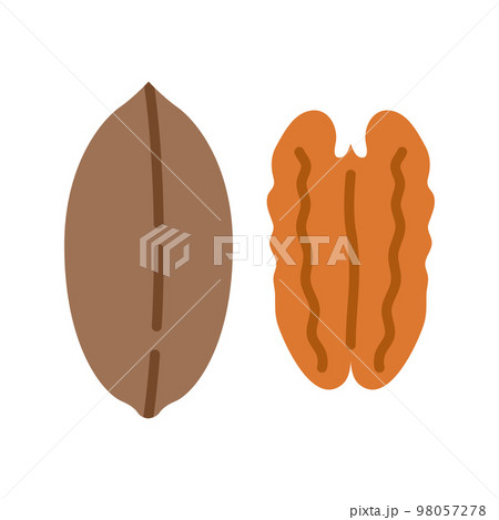 Pecan icon. Pecan nuts in the shell. Vector...のイラスト素材 [98057278] - PIXTA