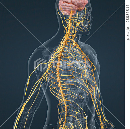 The nervous system is a network of nerves and...のイラスト素材 [98085315] - PIXTA