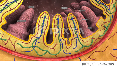 Small Intestine Villi Labeled