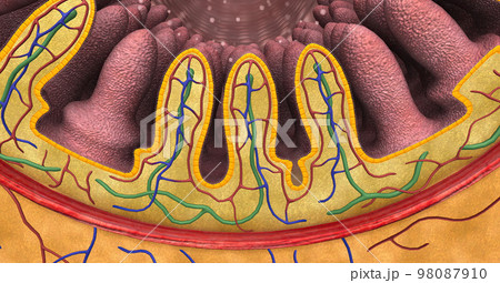 intestinal villi (singular: villus) are small,...のイラスト素材 [98087910] - PIXTA