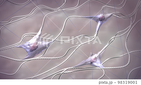 Fibroblasts, collagen and elastin fibers. Skin...のイラスト素材 [98319001] - PIXTA