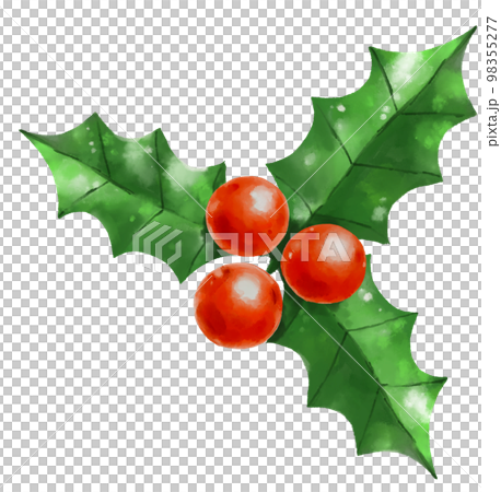Mistletoe holly leaf and berry Christmas...のイラスト素材 [98355277] - PIXTA
