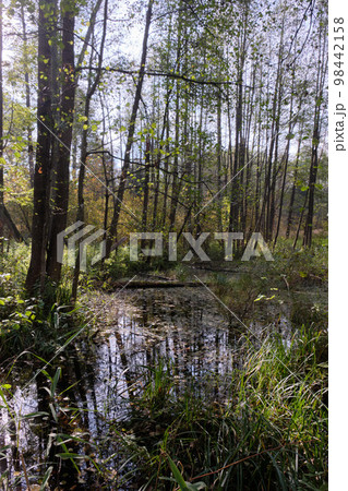 Old alder tree and water around in fallの写真素材 [98442158] - PIXTA