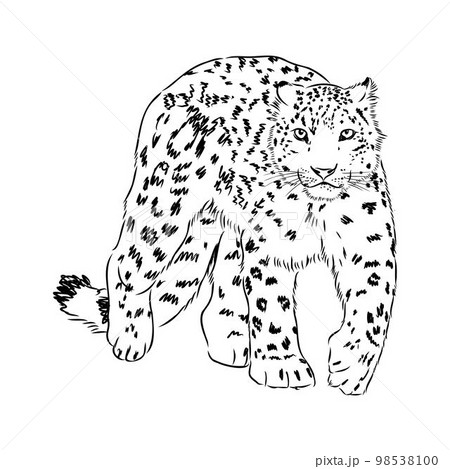 Snow Leopard Vector