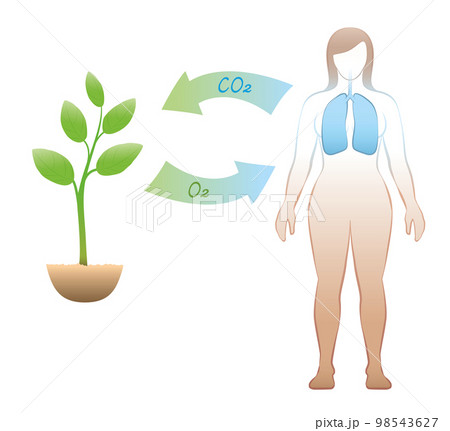 Carbon dioxide oxygen exchange between humans...のイラスト素材 [98543627] - PIXTA