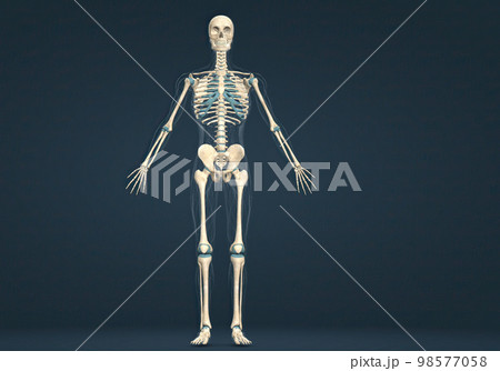 human skeleton, the internal skeleton that...のイラスト素材 [98577058] - PIXTA