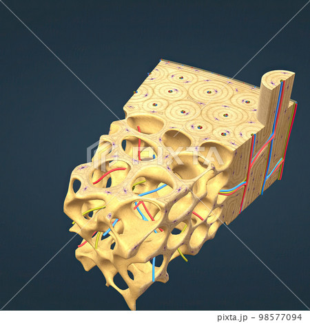 long bone microscopic view anatomyのイラスト素材 [98577094] - PIXTA