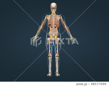 Human skeletal system and internal organsのイラスト素材 [98577099] - PIXTA