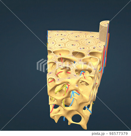 long bone microscopic view anatomyのイラスト素材 [98577379] - PIXTA