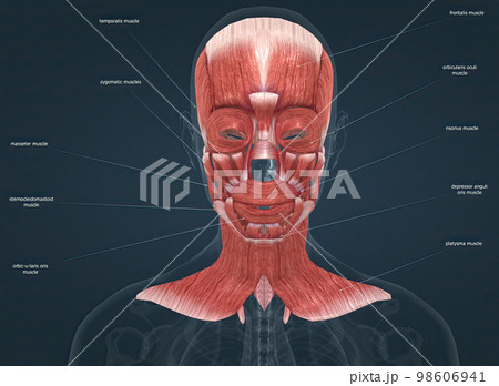 Anatomy of female head muscular systemのイラスト素材 [98606941] - PIXTA