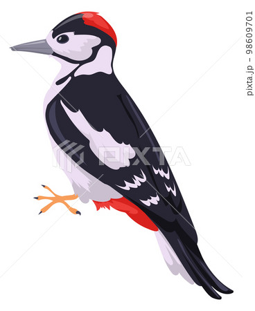 Woodpecker bird. Forest wild animal. Nature symbolのイラスト素材 [98609701 ...