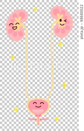 Illustration of a smiling kidney and bladder - Stock Illustration ...