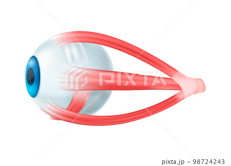 Realistic Human Eye Compositionのイラスト素材 [98724243] - PIXTA