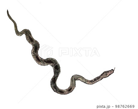 Python isolated on white backgroundのイラスト素材 [98762669] - PIXTA