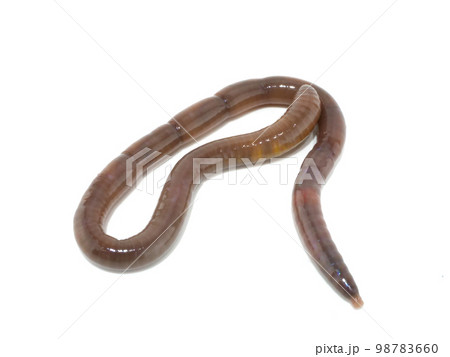 Earthworm Eel Relative Growth Rate Of Eel (A. Bicolor) Enriched With