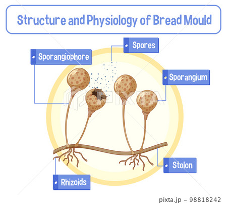 Structure and Physiology of Bread Moldのイラスト素材 [98818242] - PIXTA