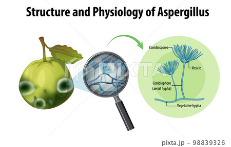 Structure and Physiology of guava Aspergillusのイラスト素材 [98839326] - PIXTA