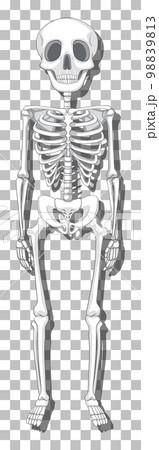 Human skeleton on grid backgroundのイラスト素材 [98839813] - PIXTA