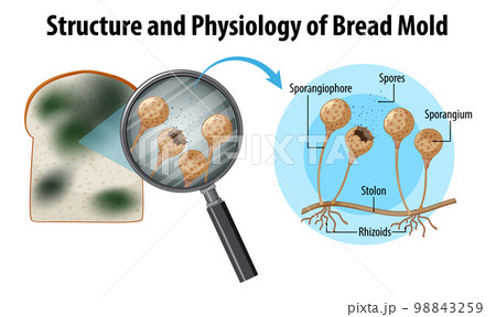 Structure and Physiology of Bread Moldのイラスト素材 [98843259] - PIXTA