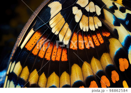 Butterfly Wing Texture Background, Insect Wings...のイラスト素材 [98862584 ...
