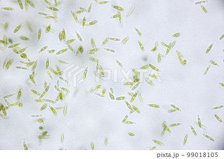 Light Microscope Euglena Euglena Microscope Hi Res Stock Photography