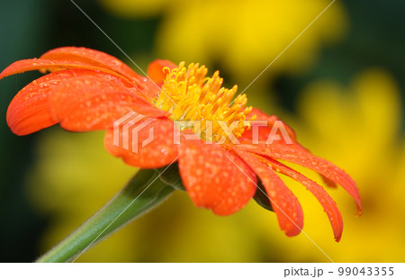 Close-up flowers of Titonia are very delicate...の写真素材 [99043355] - PIXTA