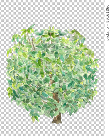 Illustration of a shikimi tree before blooming... - Stock Illustration ...