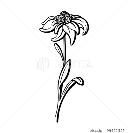 Edelweiss flower. Vector line illustration Sketchのイラスト素材 [99421595] - PIXTA
