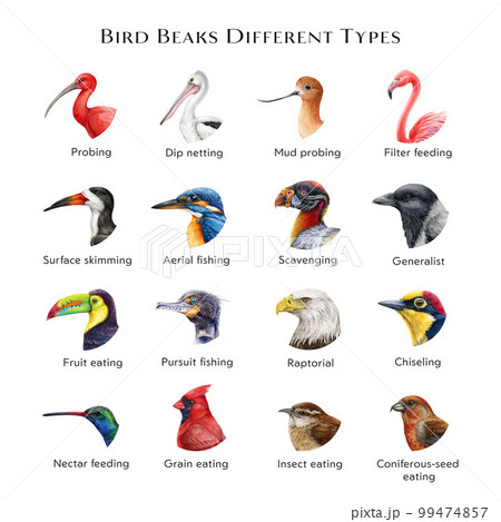 Bird beaks different types illustration set....のイラスト素材 [99474857] - PIXTA
