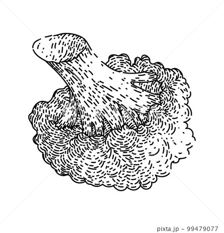 broccoli fresh sketch hand drawn vectorのイラスト素材 [99479077] - PIXTA