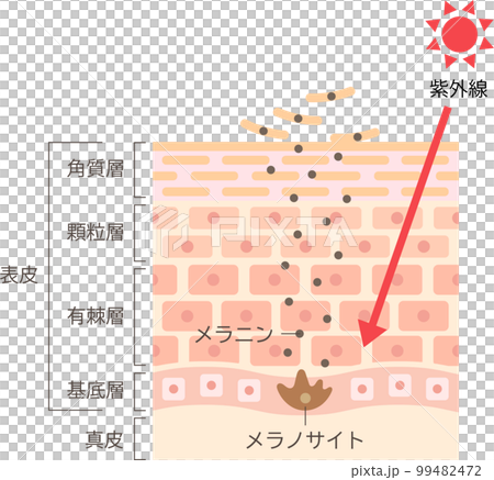 Skin turnover cell and cross section - Stock Illustration [99482472 ...