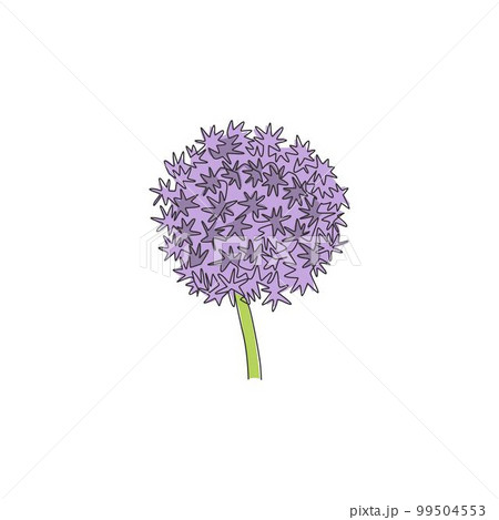 One continuous line drawing beauty fresh allium...のイラスト素材 [99504553 ...