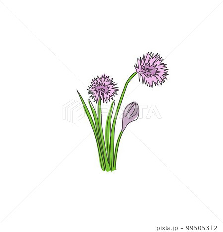 Single one line drawing of beauty fresh allium...のイラスト素材 [99505312] - PIXTA