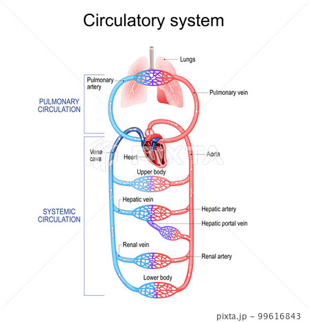 Systemic Circulation Diagram Human Body