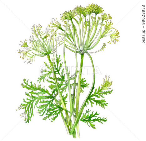 Fennel Flower Drawing