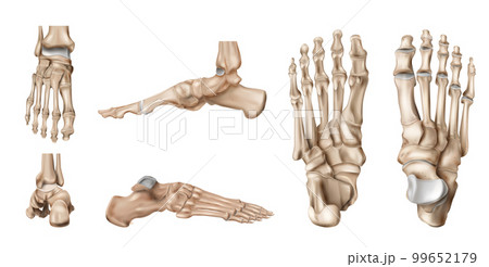 Blank Foot Bone Diagram Podiatrist Wall Art, Podiatrist Gift, DPM,